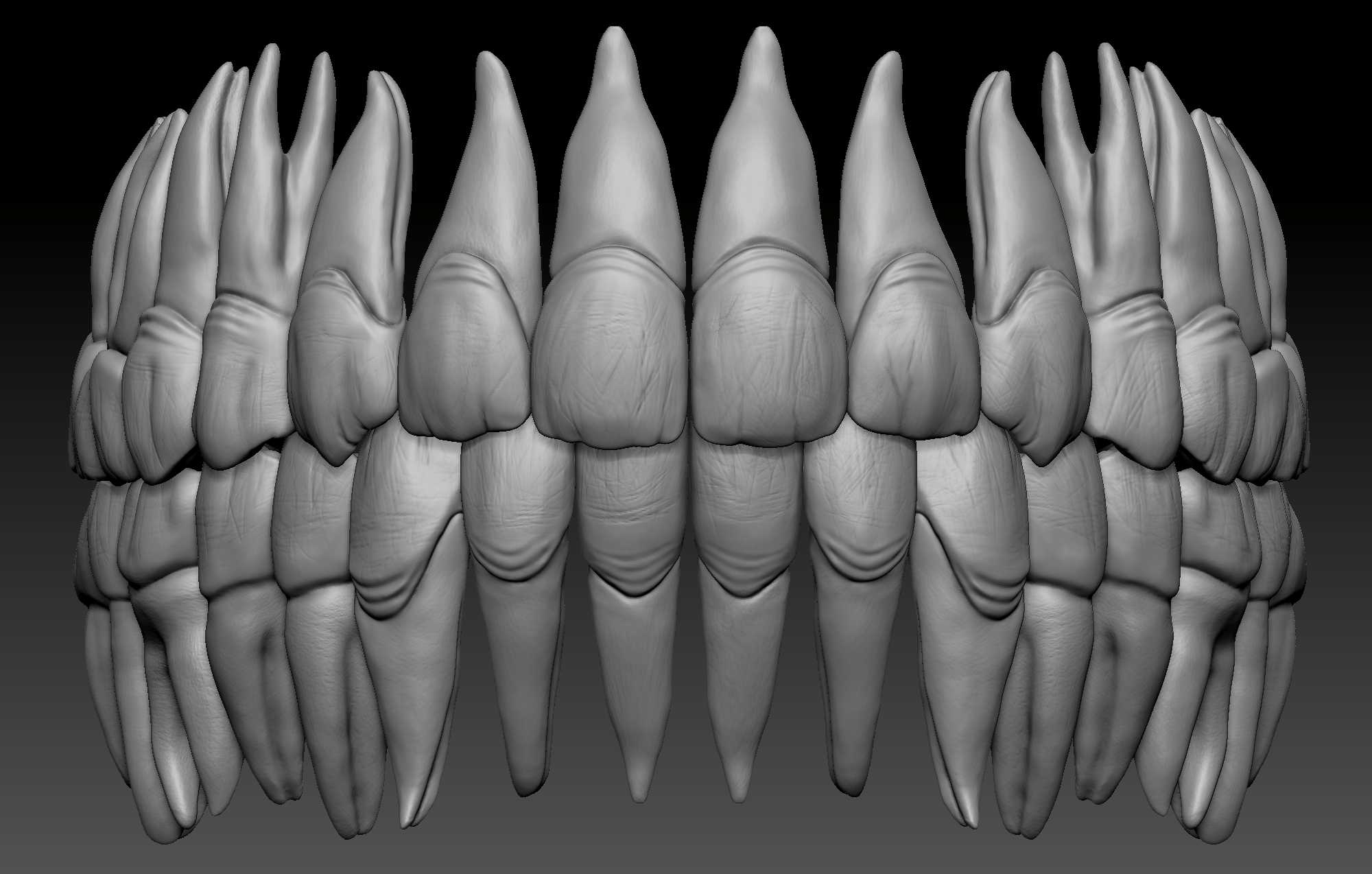 Human Teeth Model